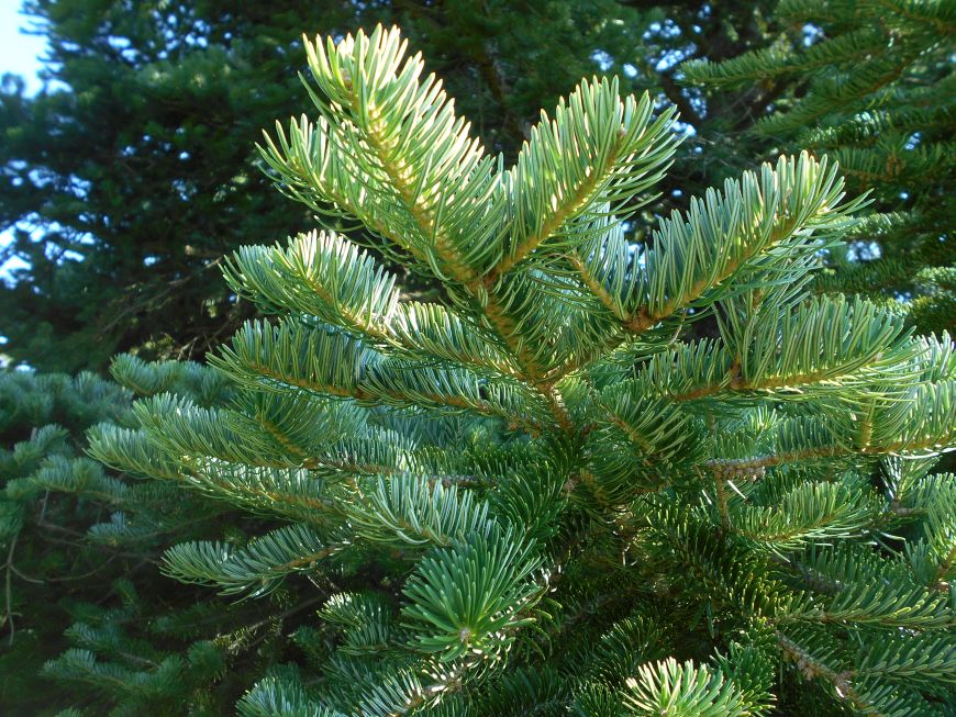 Future Plants by Randy Stewart: The Firs