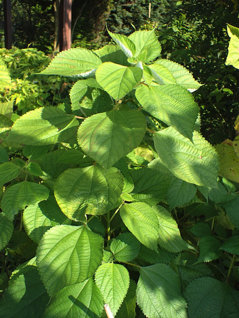 Scirpidiella's Plants: False Nettles - Ramie cousins (Boehmeria sp. div.)