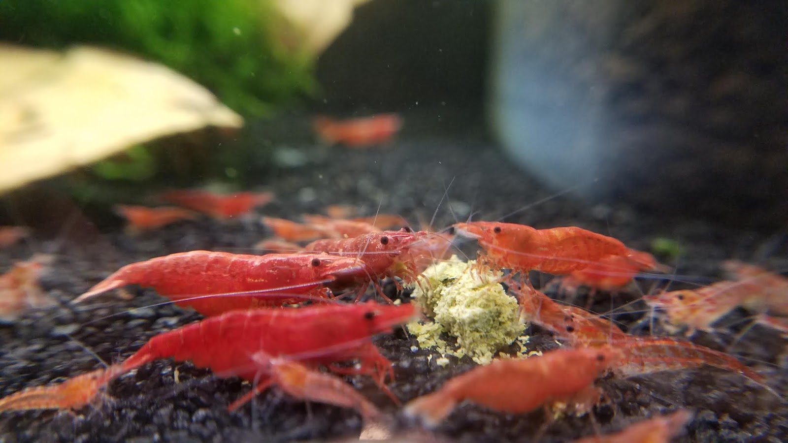 A GAMER'S WIFE: 8 Mistakes to Avoid When Breeding Cherry Shrimp