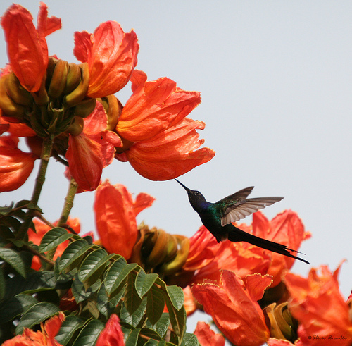 Agricultural Online: Gabon national flower – Flame Tree