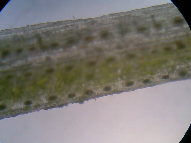 suryani's bLog: LAPORAN PRAKTIKUM ANTUM (ANATOMI DAUN)