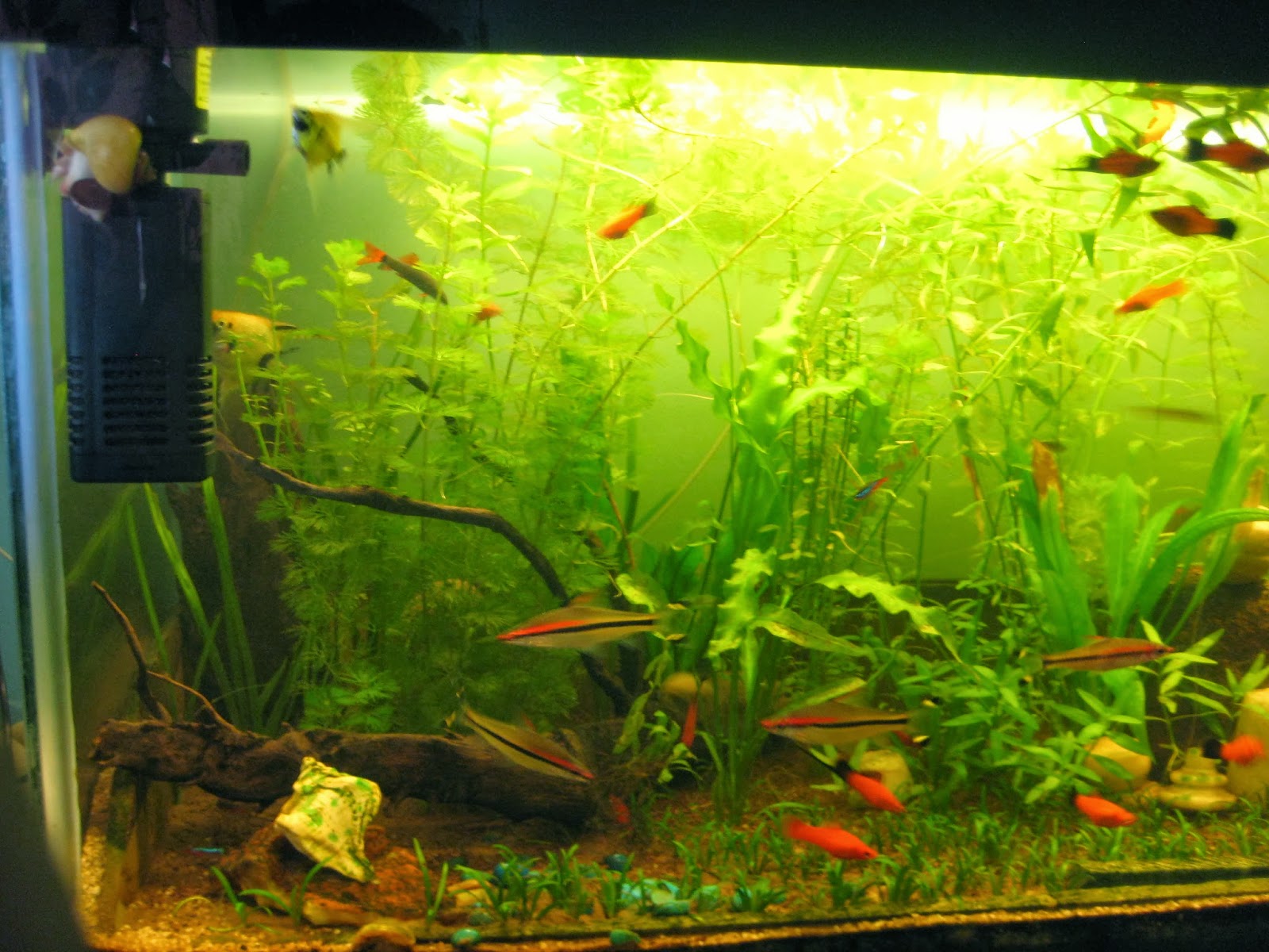 My Fresh Water Aquarium - Natural Planted Tank (Walstad Method ...