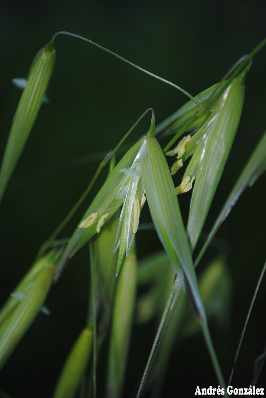 FOTOS DE FLORA NATIVA Y ADVENTICIAS DE URUGUAY : Avena byzantina. Poaceae