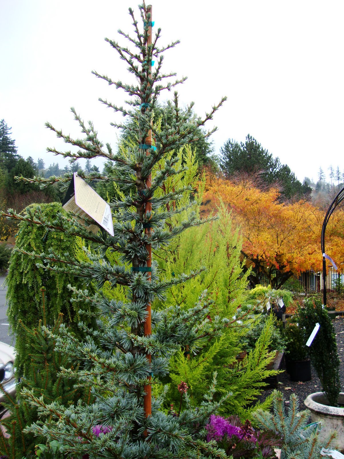 danger garden: I’m Dreaming of a Blue (Atlas Cedar) Christmas…