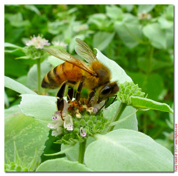 Randy & Meg's Garden Paradise: Bees, pollen and flowers