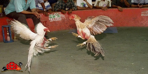 Mengenal Sabung Ayam Pisau Di Filipina