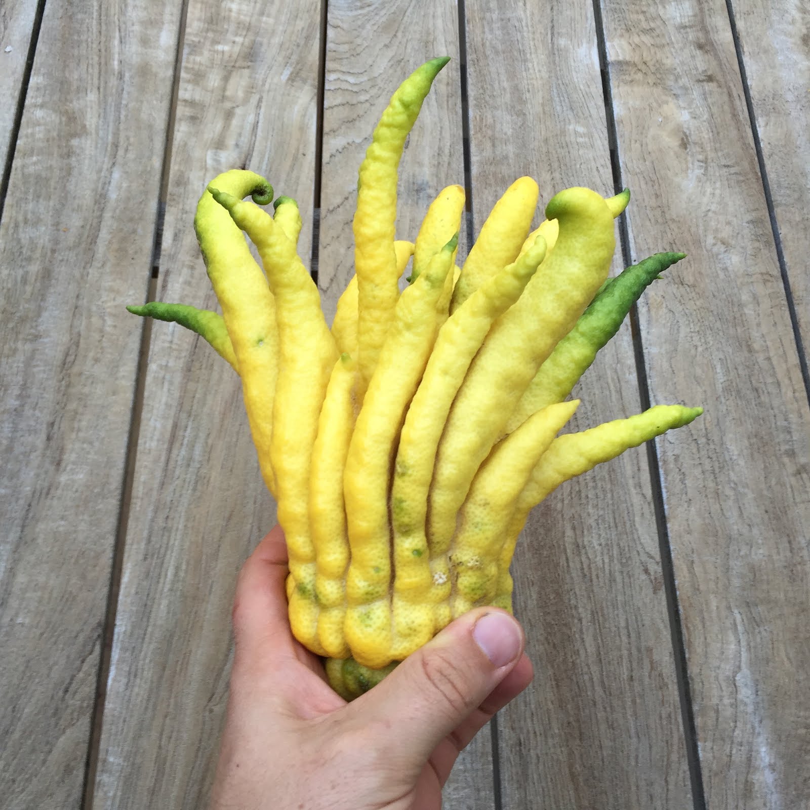 Citrus Enthusiast: Buddhas Hand.
