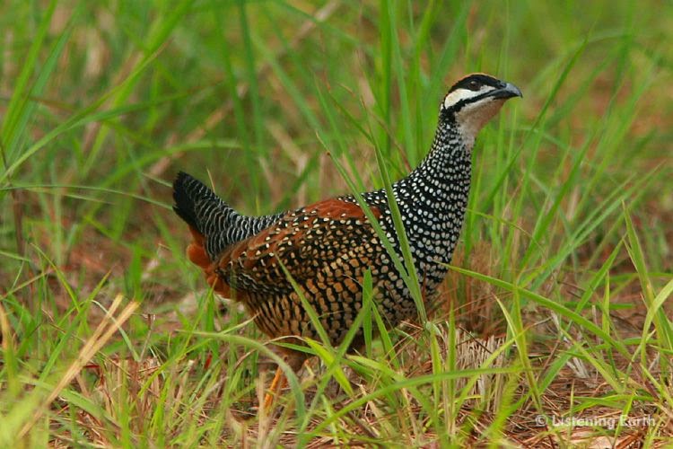 Chim đa đa - Sinh Vật Cảnh Việt Nam