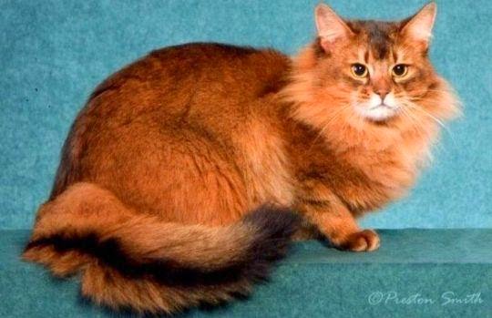kucing ku: Mengenal Kucing Somali