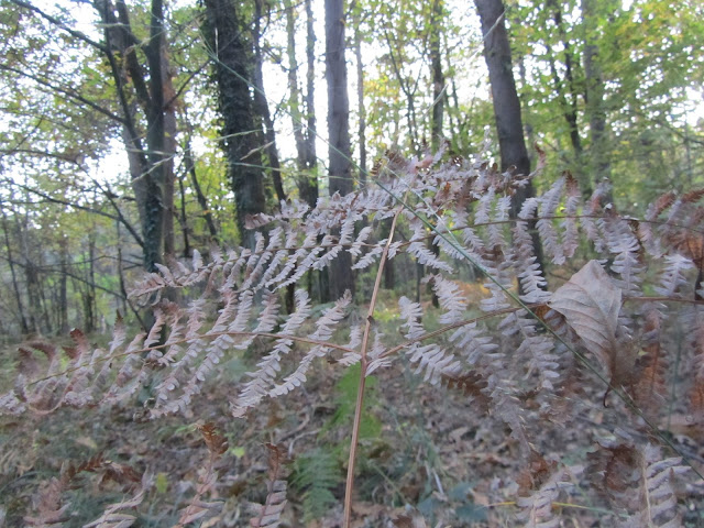 Cosa Sono le Felci? Che Caratteristiche Hanno? | Il Gusto Della Natura