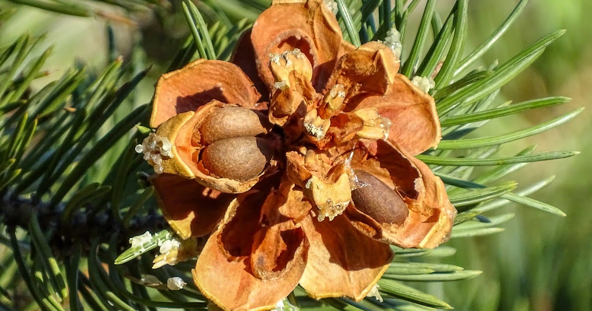 Walking Arizona: Piñon Pinecone