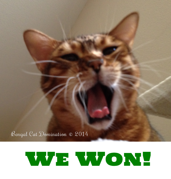 Bengal Cat Domination: Yes We Won