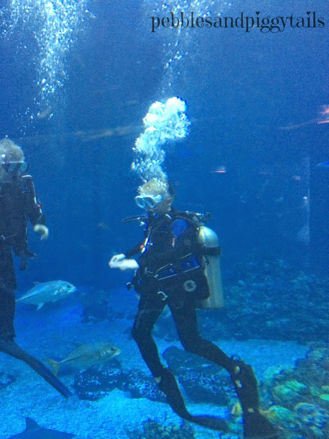 We Tried Disney’s DiveQuest at Epcot | Making Life Blissful