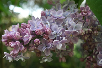 Our Garden Journal: Luscious Lilacs