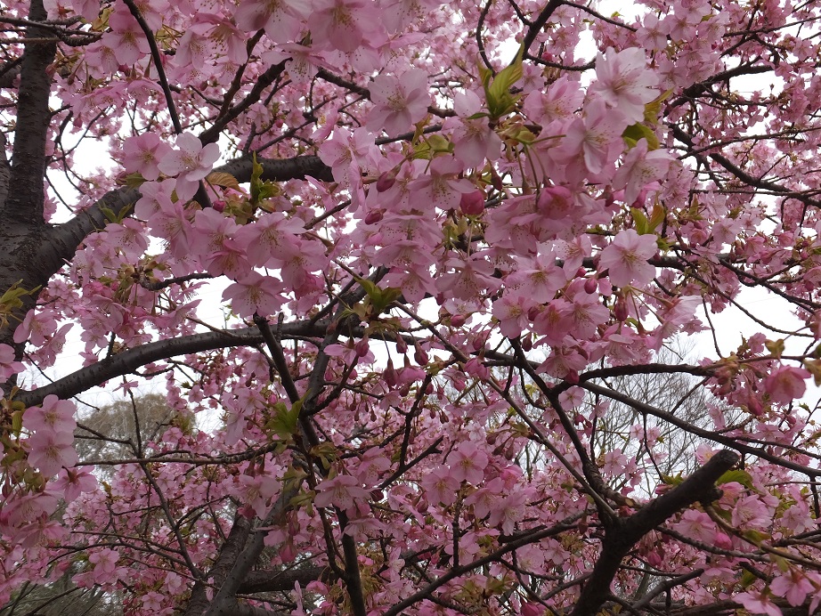 Japan Cherry Blossom Festival-wonderful nature