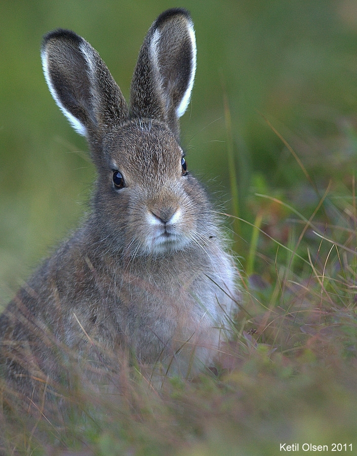 Ketil Olsen Blogg: Store mengder harer