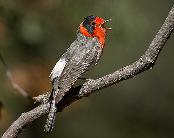 Bellas Aves de El Salvador: Cardellina rubrifrons (reinita o chipe cara ...