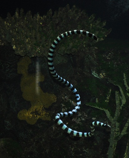 ZOOTOGRAFIANDO (6.096 ANIMALS): KRAIT MARINO (Laticauda laticaudata)