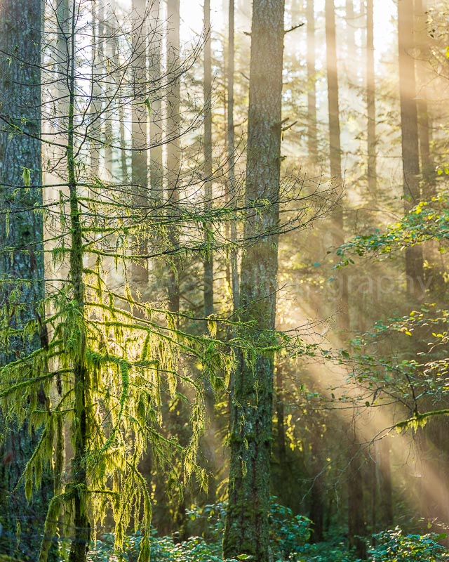 Sunlight Through the Mist, Elder Cedar Nature Reserve