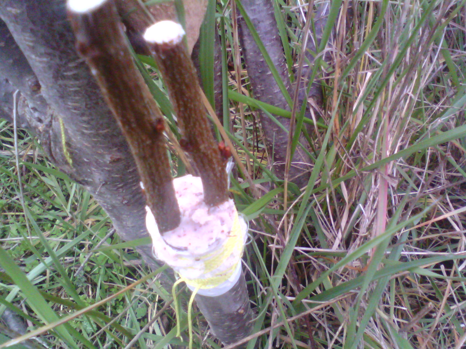 ΟΤΙ ΘΕΣ ΓΙΑ ΤΑ ΦΥΤΑ: Μπολιασμα κορομηλιας