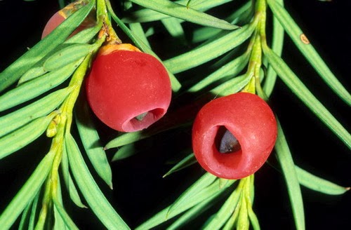 Espíritu de Árbol: El Tejo (I) Un árbol para la Historia.