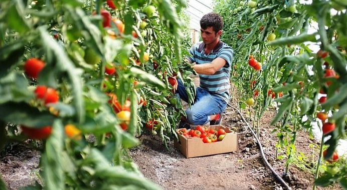 Ca să trăiască un fermier OLANDEZ au fost NENOROCIȚI 50 de fermieri ROMÂNI!