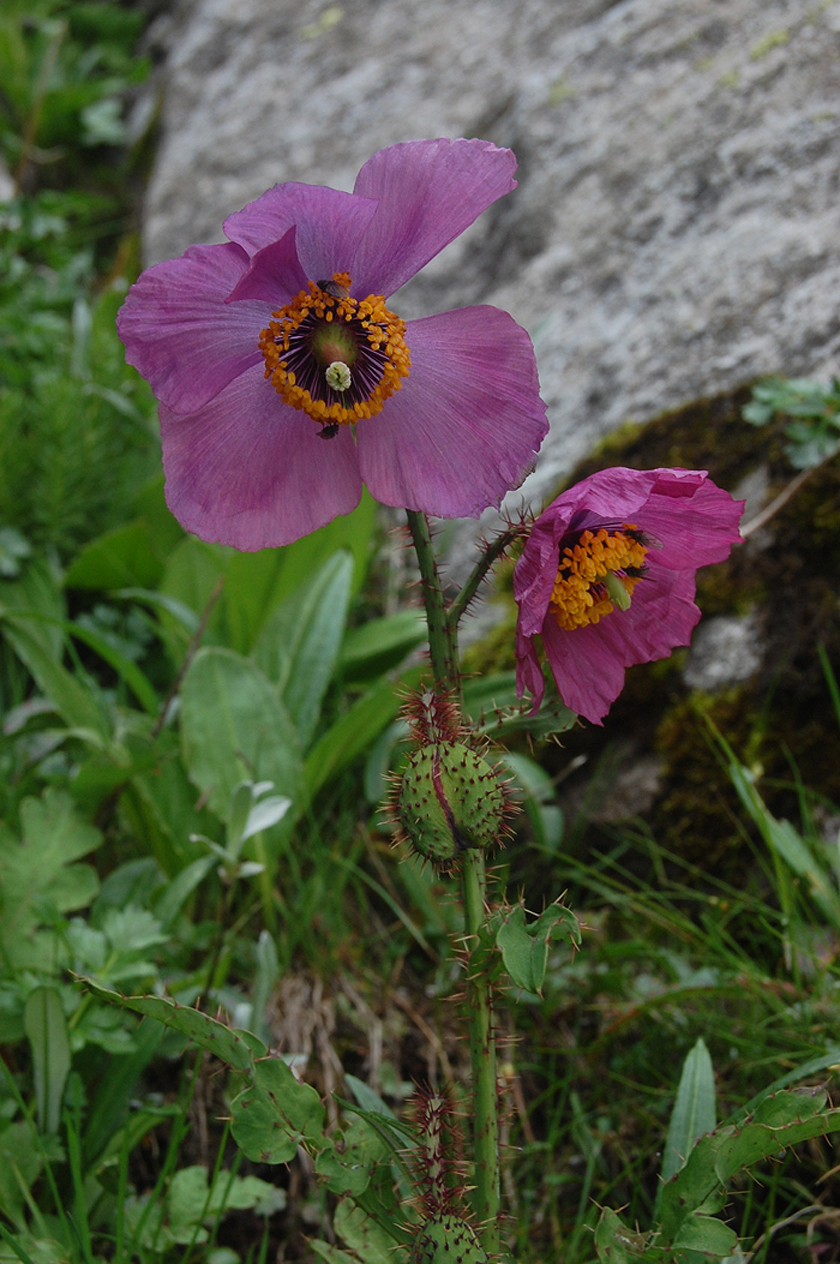 Meconopsis World - A Visual Reference: Meconopsis aculeata - Photos In ...