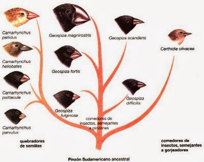 TEORIA DE L'EVOLUCIÓ: DARWIN I WALLACE