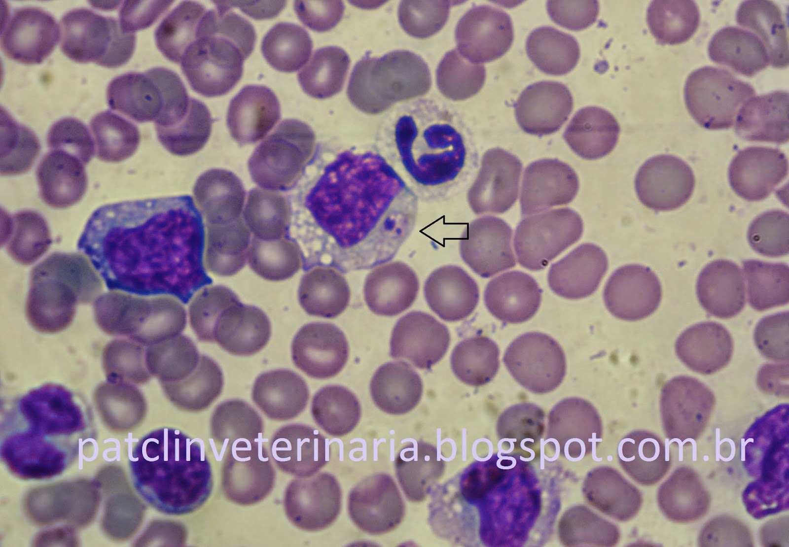 PATOLOGIA CLÍNICA VETERINÁRIA: Amastigotas de Leishmania spp. em sangue ...