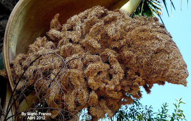 Meu Cantinho Verde: INAJÁ - ( Attalea maripa )