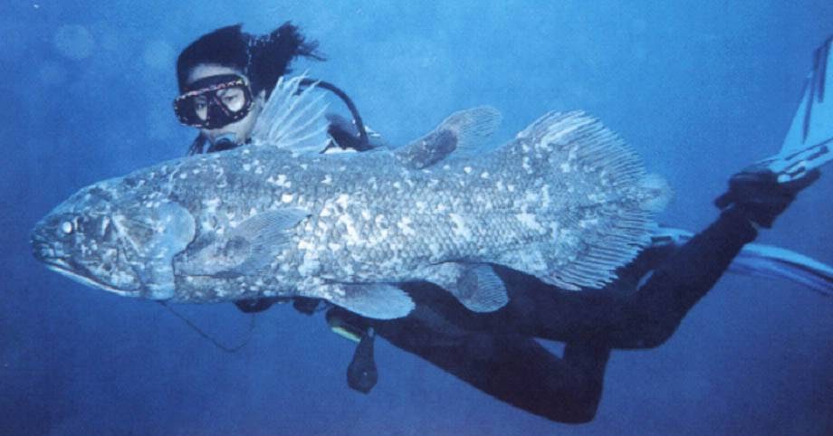 The Oldest Fish in The World - Interesting Facts