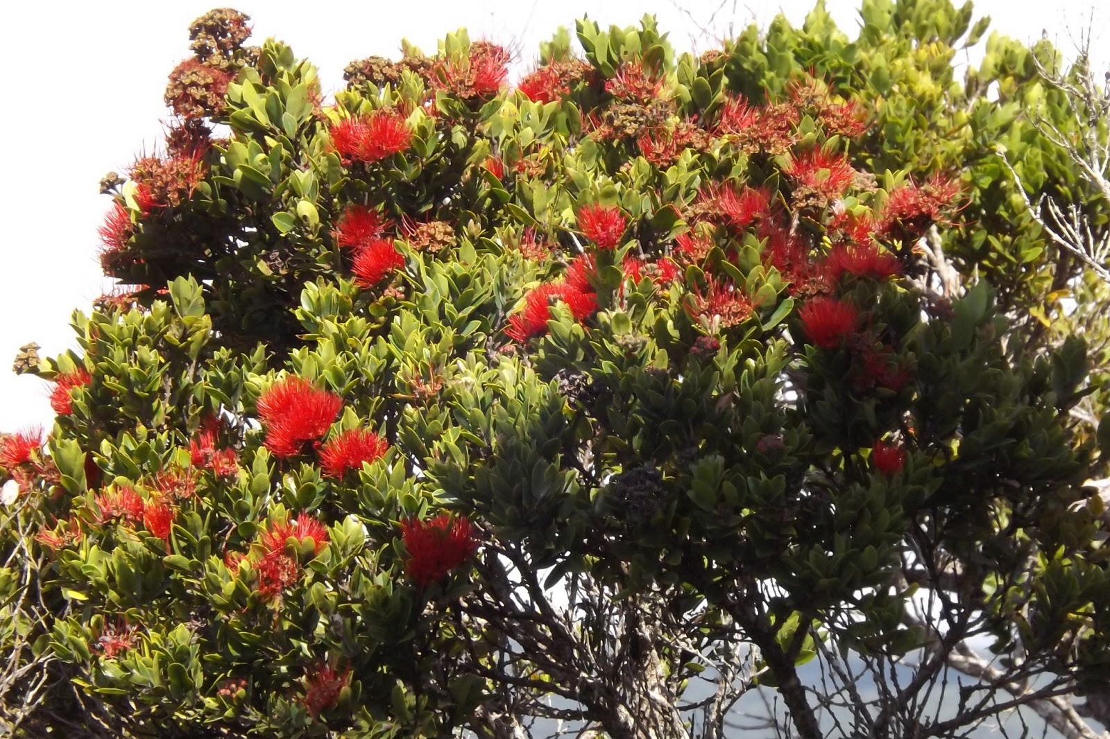 Donnelly Oceantics: KOKE'E APRIL-MAY 2013