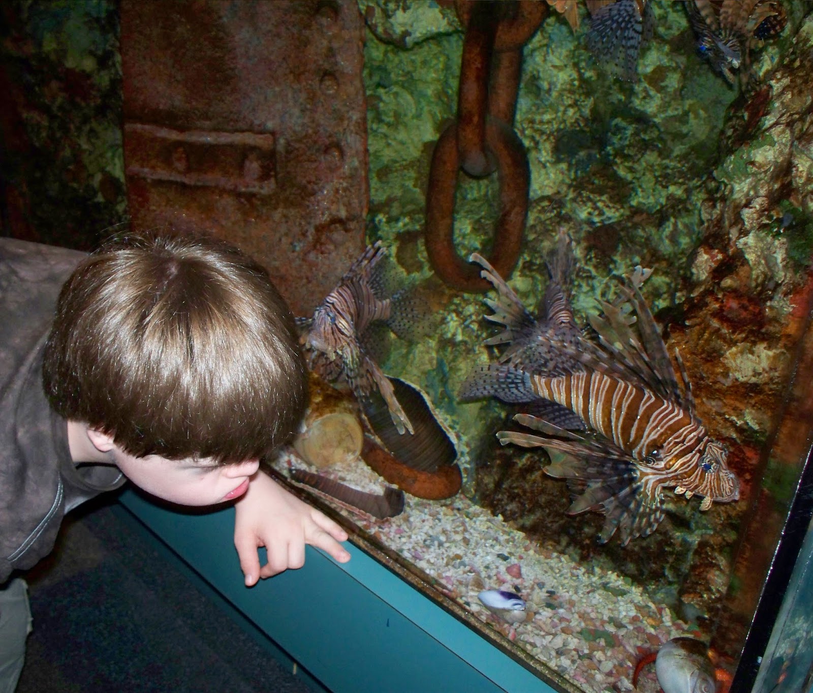 Koogle's Korner: Coral Reef