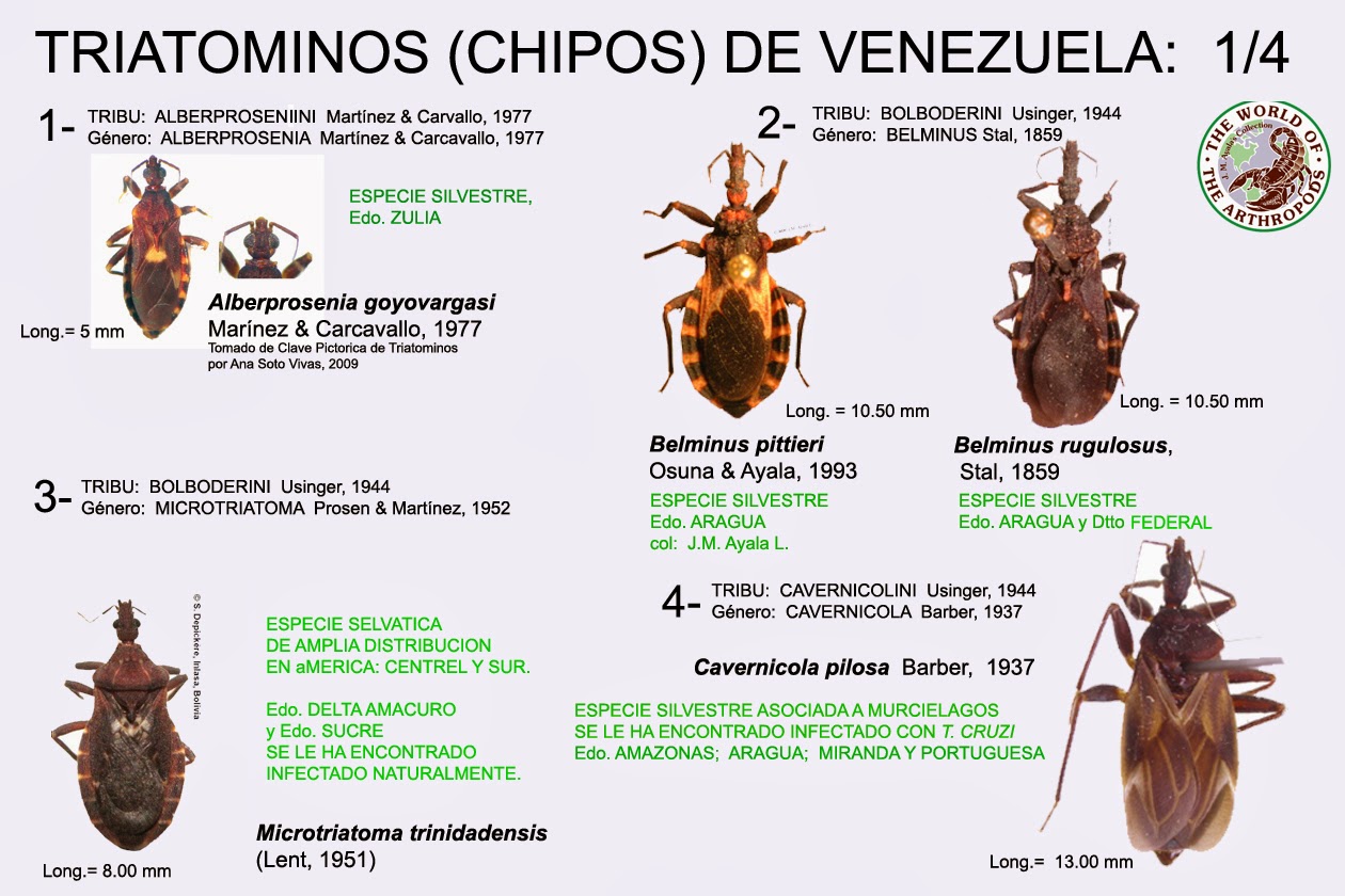 El Mundo de los Artropodos: COMO RECONOCER UN TRIATOMINO = CHIPO
