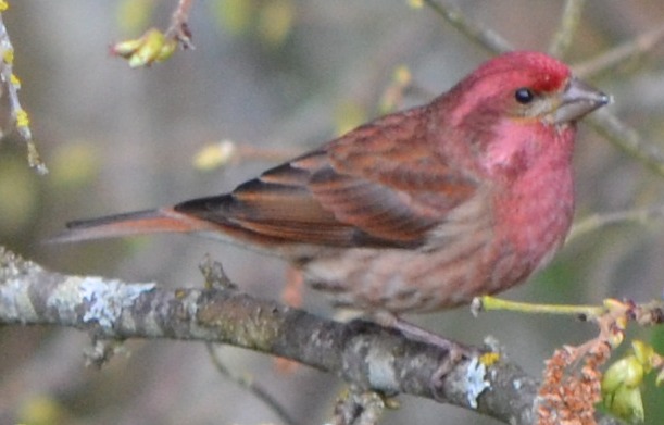 Bird of the Day: Purple Finch