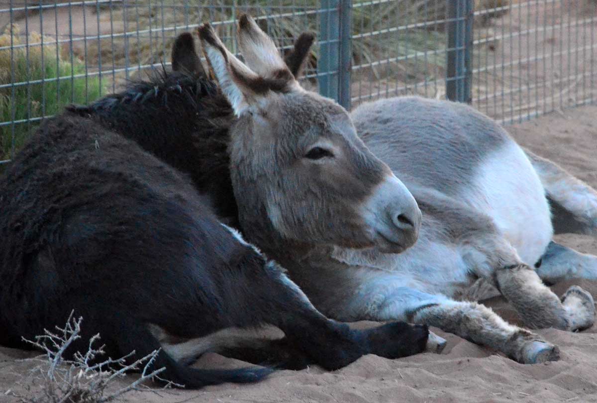 The 7MSN Ranch: The unbearable cuteness of burros