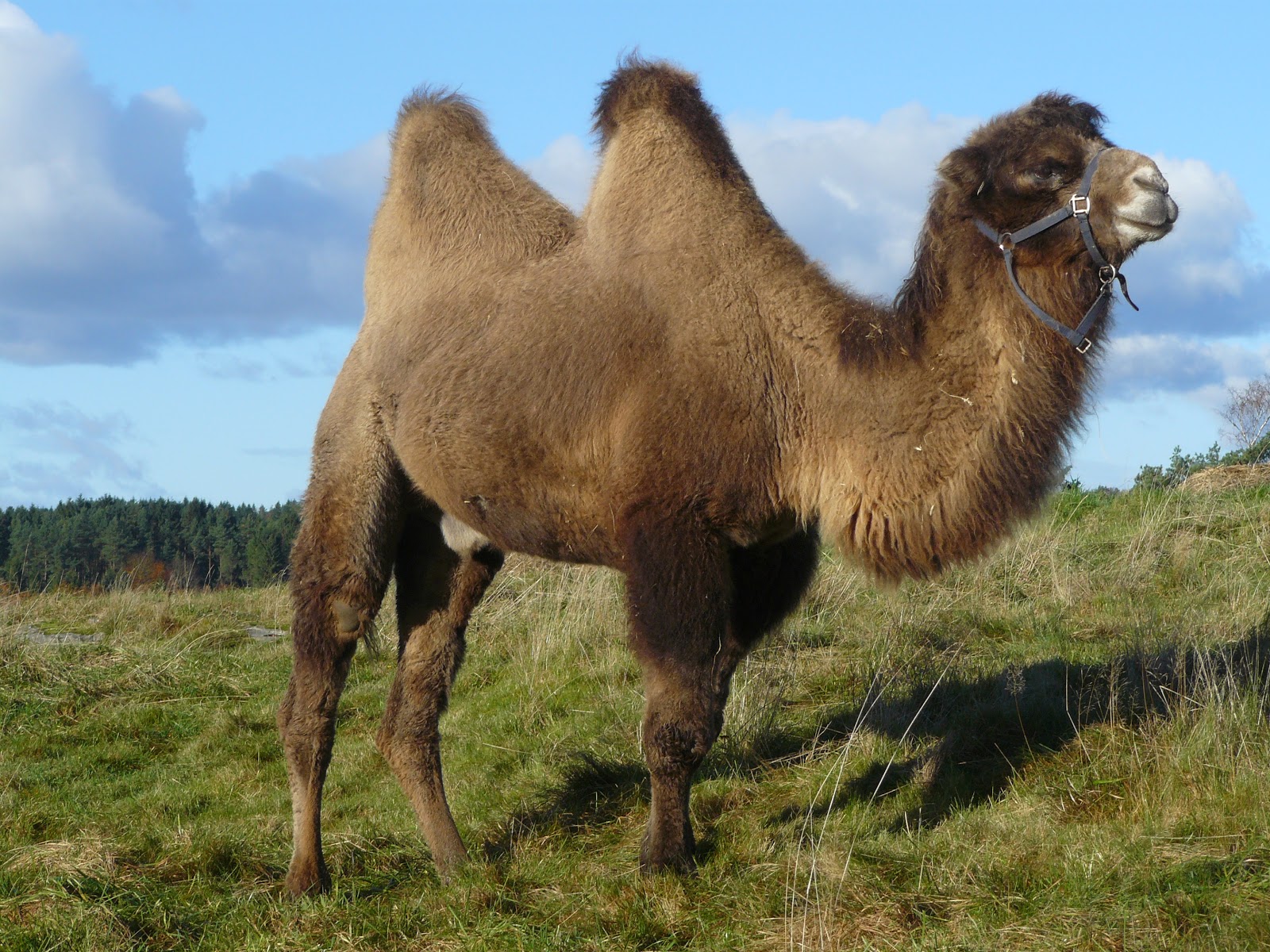 Dollan Design: Kameler