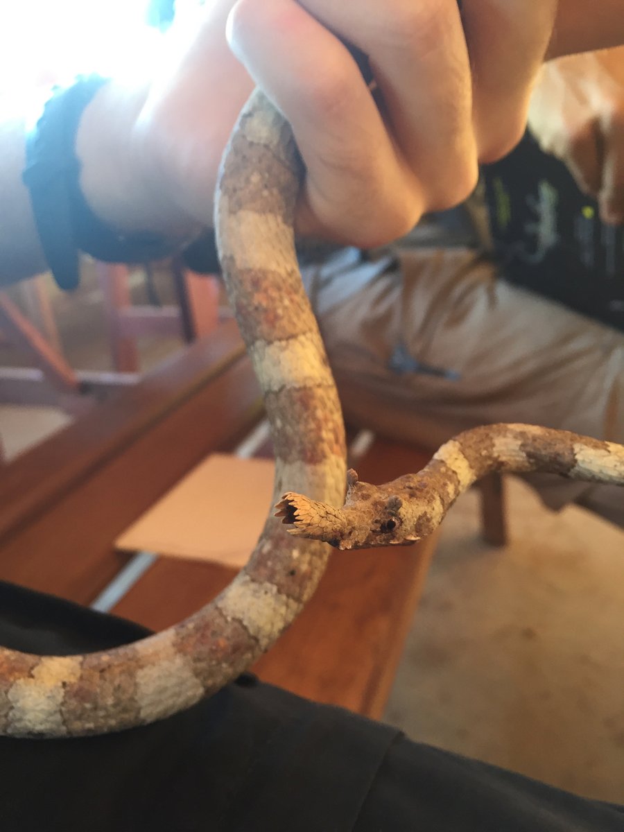 Life is short, but snakes are long: Why snakes are long (and other ...