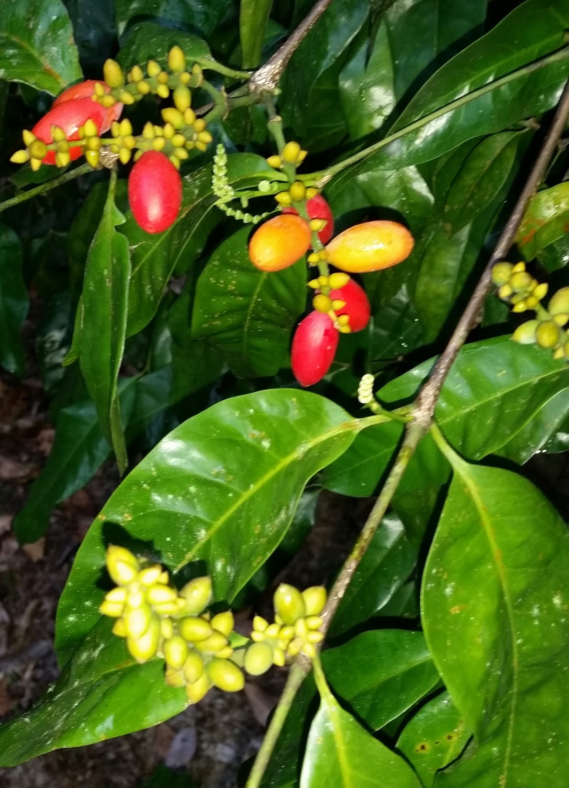 Warisan Petani: Pokok Belinjau.