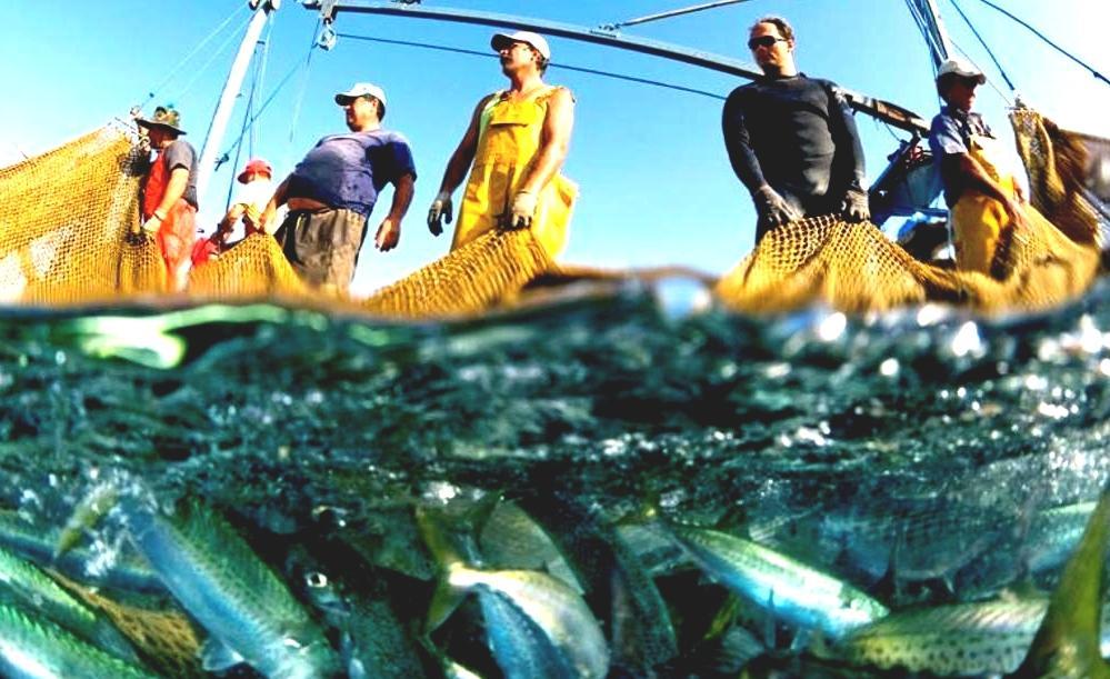 Ocean Fisheries - How Many Fish Are In The Ocean