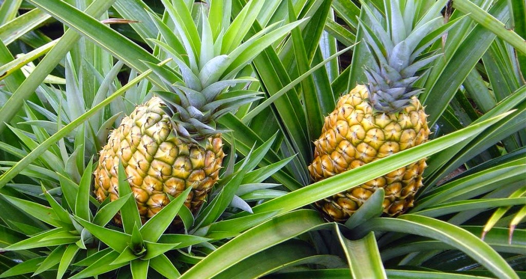 JORNAL PONTO COM: Os 11 Benefícios do Abacaxi Para Saúde