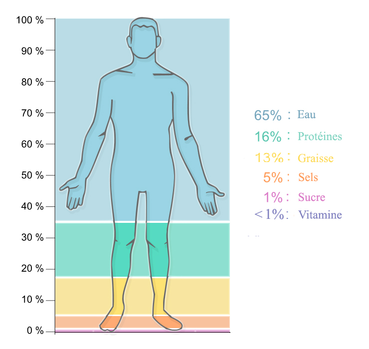 Comment améliorer la composition corporelle, selon la science - Sports ...