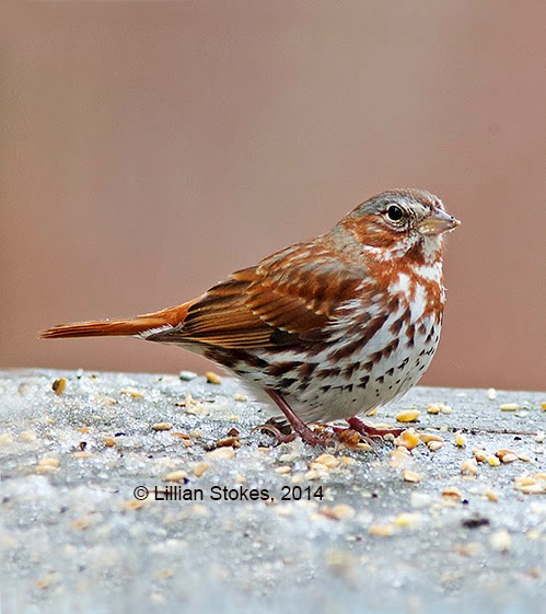 STOKES BIRDING BLOG: How to ID Sparrows at Your Bird Feeders, Sparrows ...