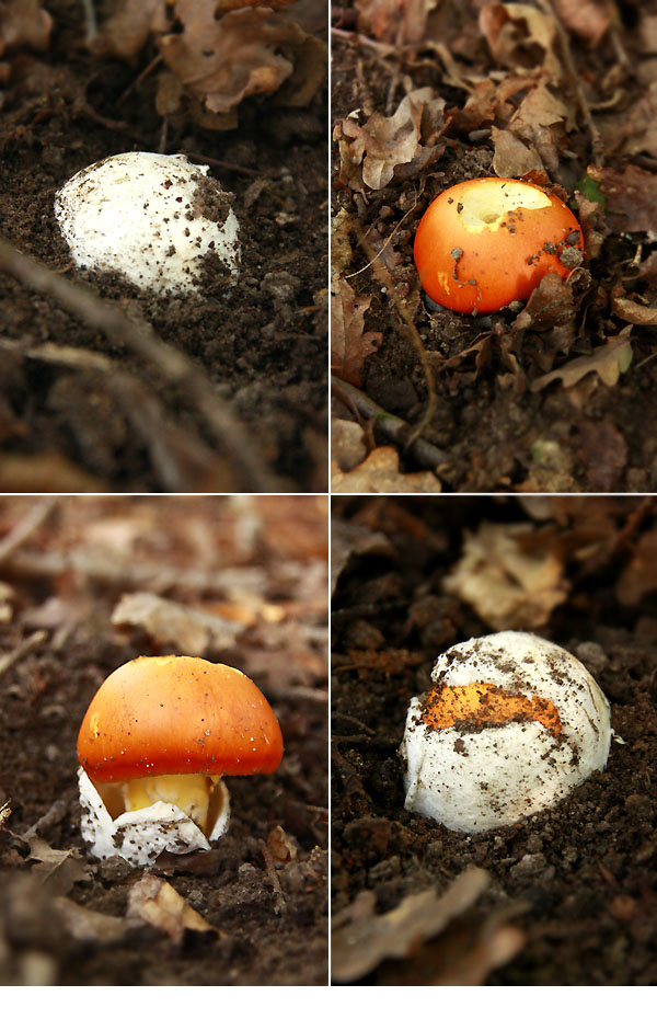 Cuisine en folie: Oronges ou Amanites de césar en carpaccio, magret ...