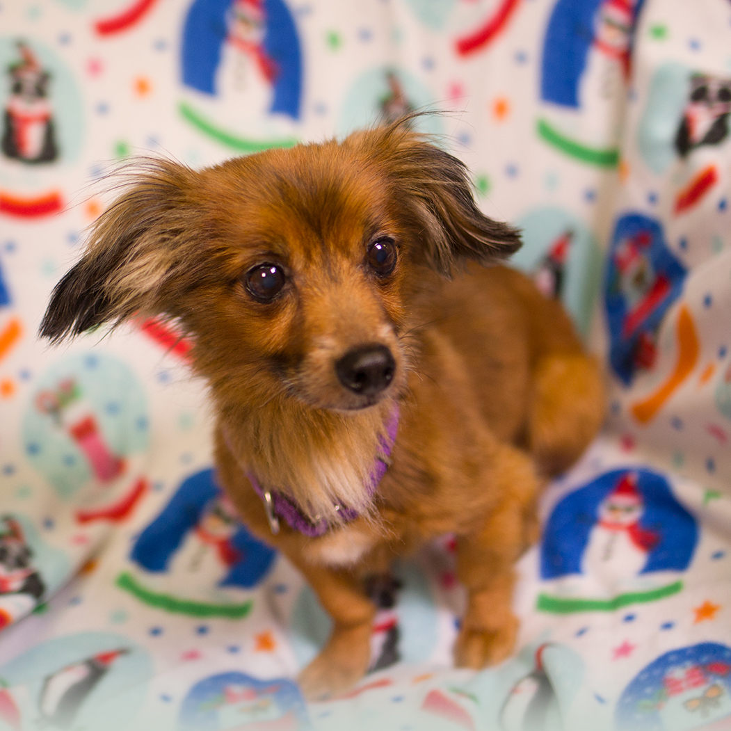 Shelter Dogs of Portland: "MUNCHKIN" little senior longhaired Doxie mix