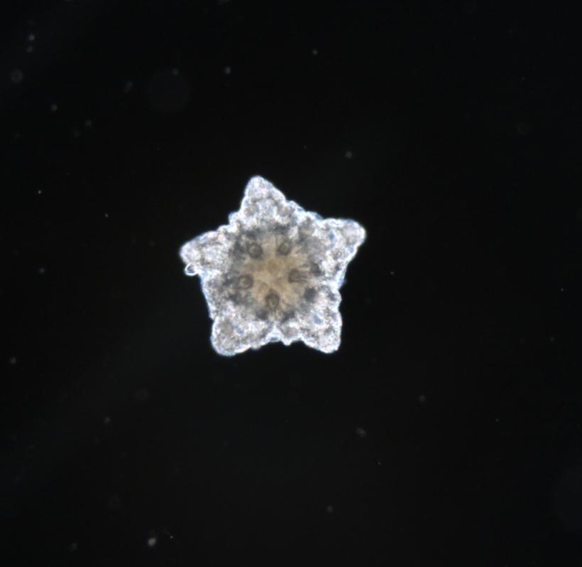 Invertebrate Embryology: Brooded ophiuroid juveniles