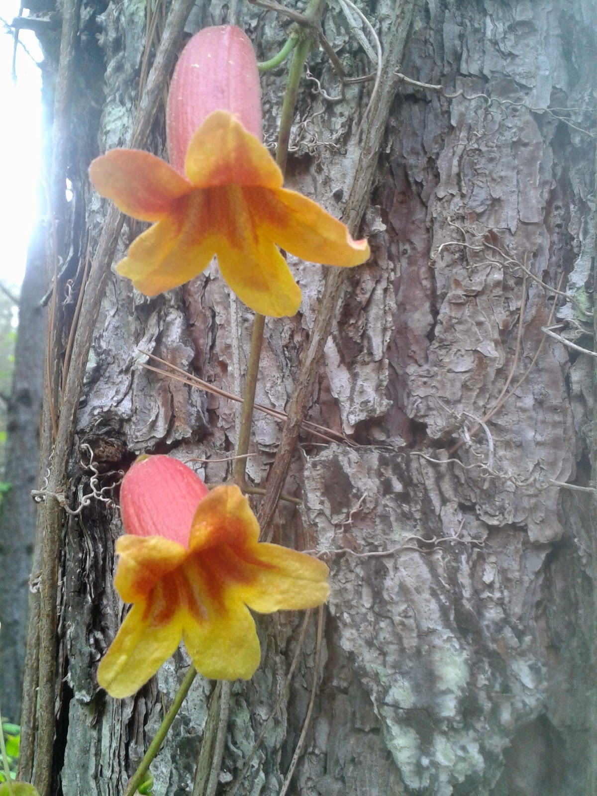 Dewberry Lands: Wildflower Pictures