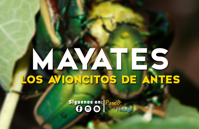 Mayates | Los avioncitos de antes | Cultura Hidalgo - Paseo Por Hidalgo