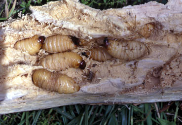 Ulat Sago | ChelzLensa