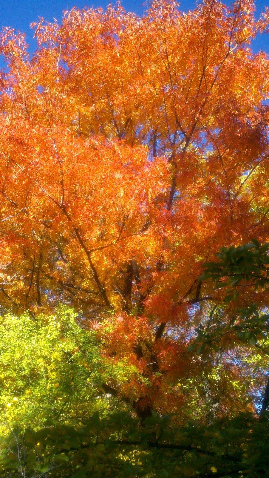 Fall is Calling You: Finding Fall in Arizona